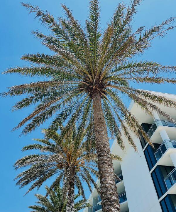 Longboat Key - Longboat Key Chamber of Commerce
